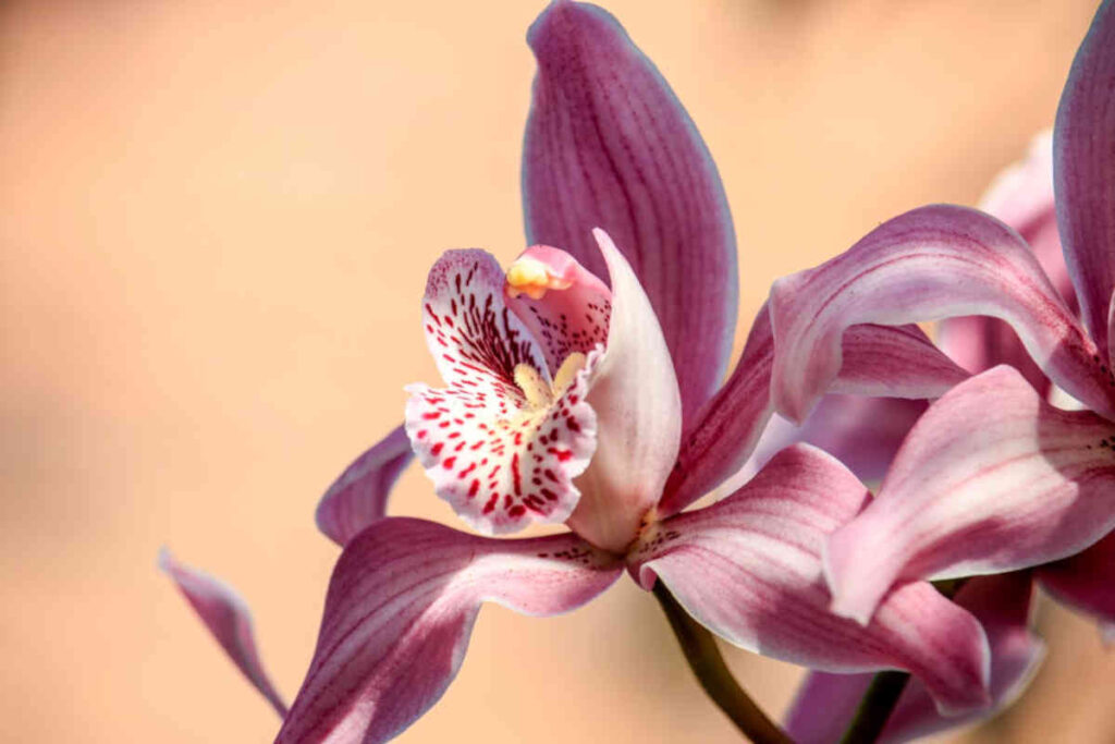 Le orchidee: tipologie e come farle durare a lungo in casa