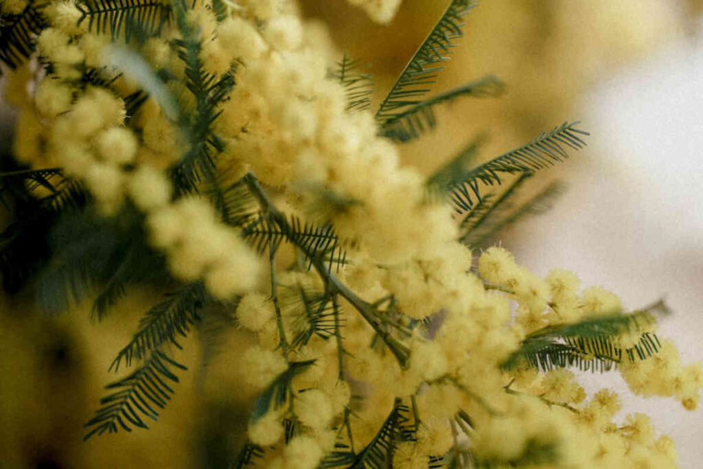 Perché si regala la mimosa per la Festa della Donna? La vera ragione ...