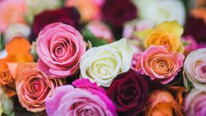 Il significato del colore delle rose, scopri oggi quale sarà il motivo ...